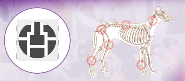 4 Amazing Benefits Of Infrared Light Therapy For Pets | LumaSoothe